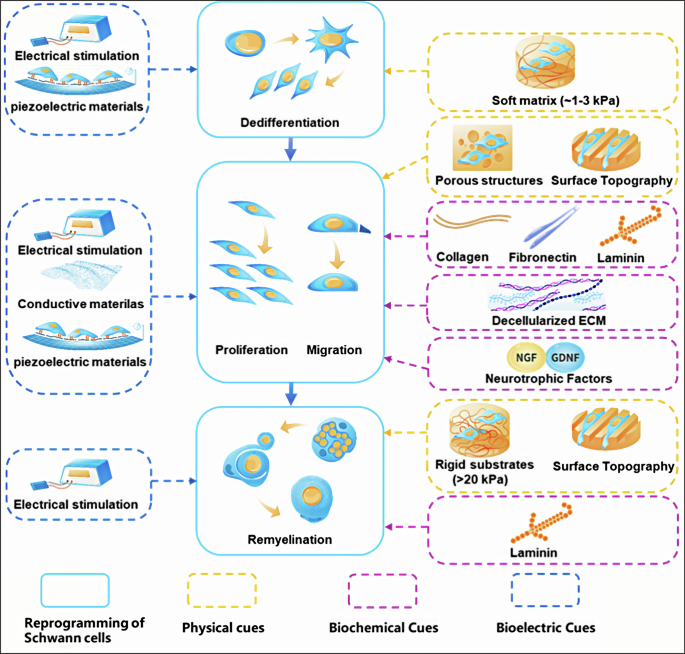 Modulating Schwann cell behavior via functional nerve guidance conduits ...