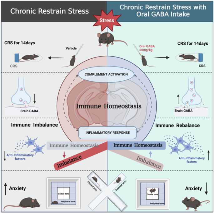 Long-term GABA supplementation mitigates anxiety by modulating ...
