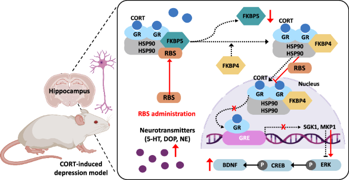 Standardized rice bran supplement ameliorates depressive behaviors via ...