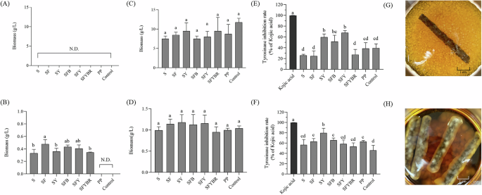 Sustainable repeated-batch fermentation of immobilized Ganoderma ...