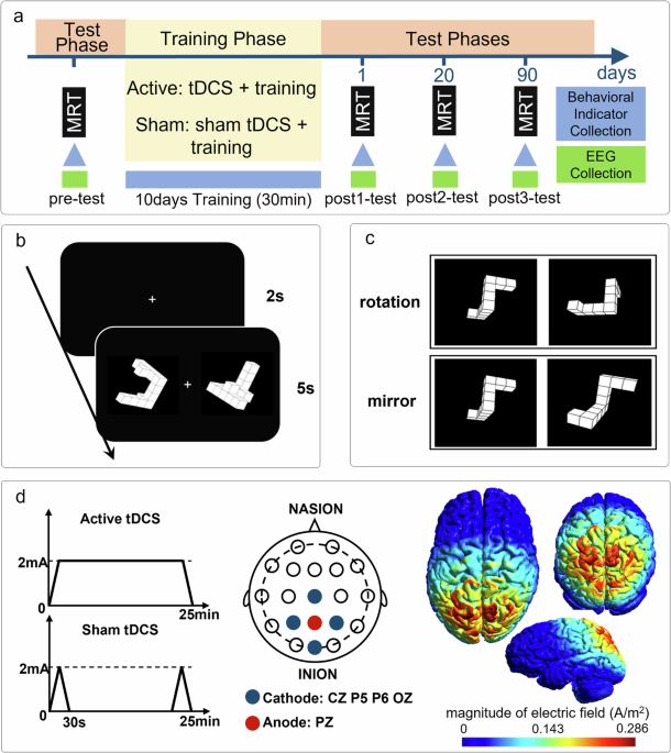 Long-term cognitive and neurophysiological effects of mental rotation ...