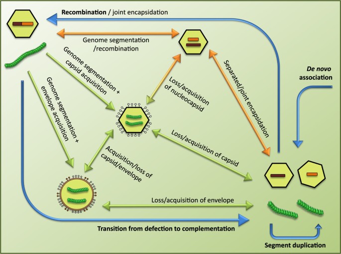 Multipartite viruses: adaptive trick or evolutionary treat? | npj ...