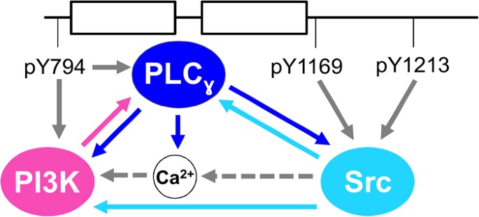 VEGFR1 promotes cell migration and proliferation through PLCγ and PI3K ...