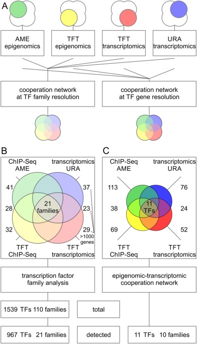 A network of epigenomic and transcriptional cooperation encompassing an epigenomic master ...