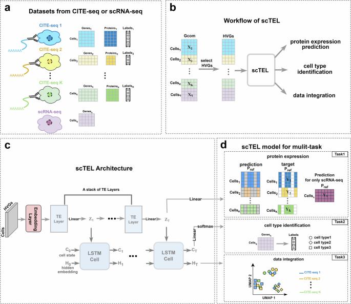 A joint analysis of single cell transcriptomics and proteomics using transformer | npj Systems ...