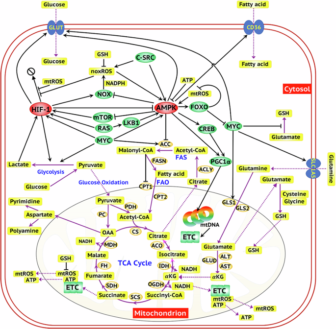 Computational modeling of cancer cell metabolism along the catabolic ...