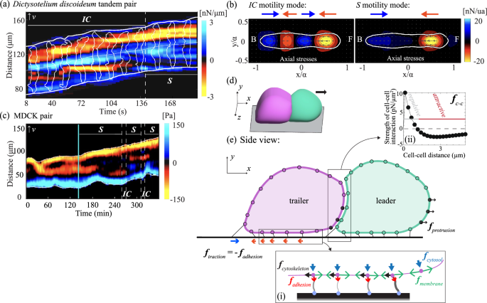 Emergence of multiple collective motility modes in a physical model of ...