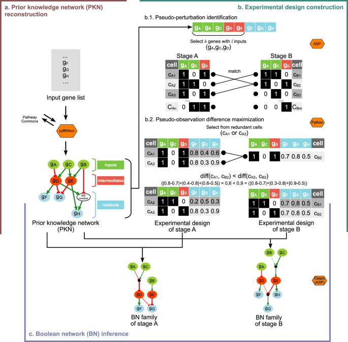 Deep exploration of logical models of cell differentiation in human ...