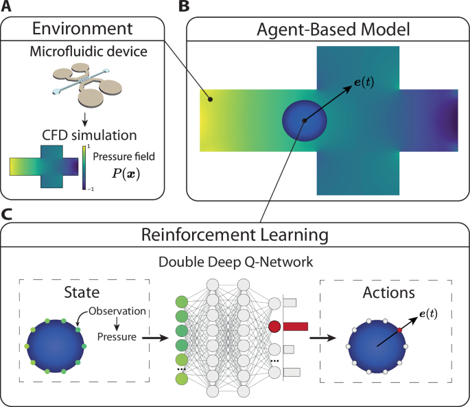 Leveraging agent-based models and deep reinforcement learning to predict taxis in cell migration ...