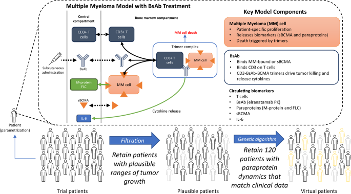 Leveraging quantitative systems pharmacology modeling for elranatamab ...