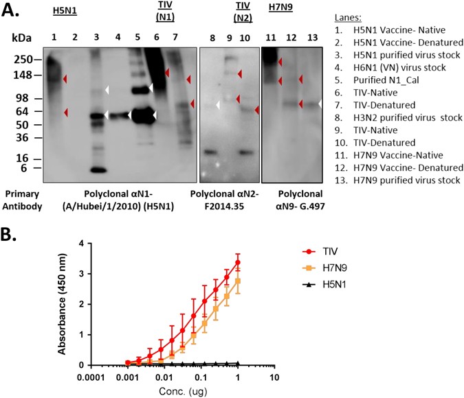 H5N1 influenza vaccine induces a less robust neutralizing antibody ...