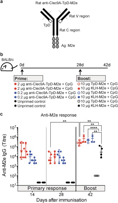 Enhancing vaccine antibody responses by targeting Clec9A on dendritic ...