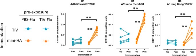 Mini-hemagglutinin vaccination induces cross-reactive antibodies in pre ...
