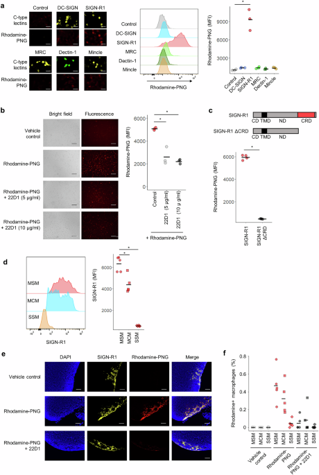 Low-frequency CD8+ T cells induced by SIGN-R1+ macrophage-targeted ...