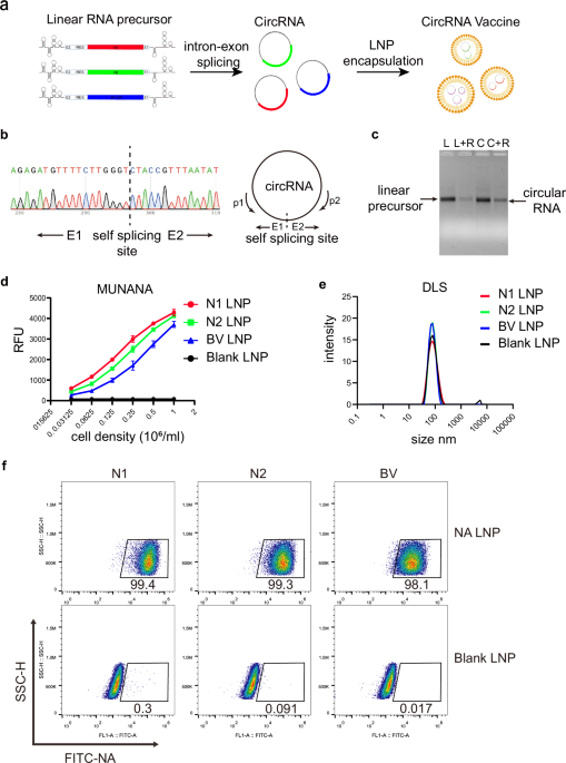 CircRNA based multivalent neuraminidase vaccine induces broad protection against influenza ...