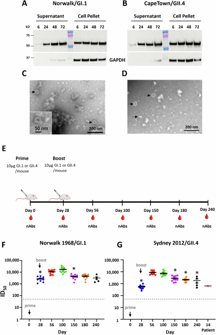 Bivalent norovirus mRNA vaccine elicits cellular and humoral responses ...