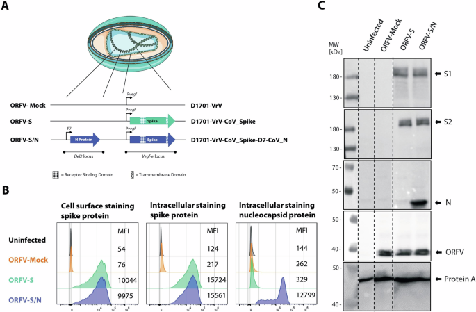 A multiantigenic Orf virus-based vaccine efficiently protects hamsters ...