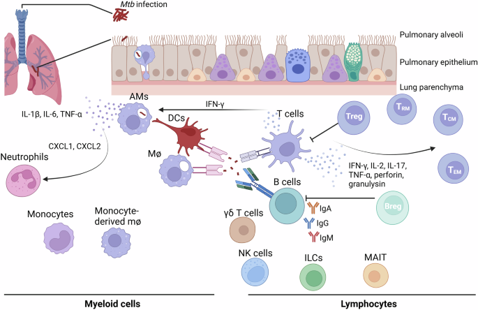 Immune correlates of protection as a game changer in tuberculosis ...