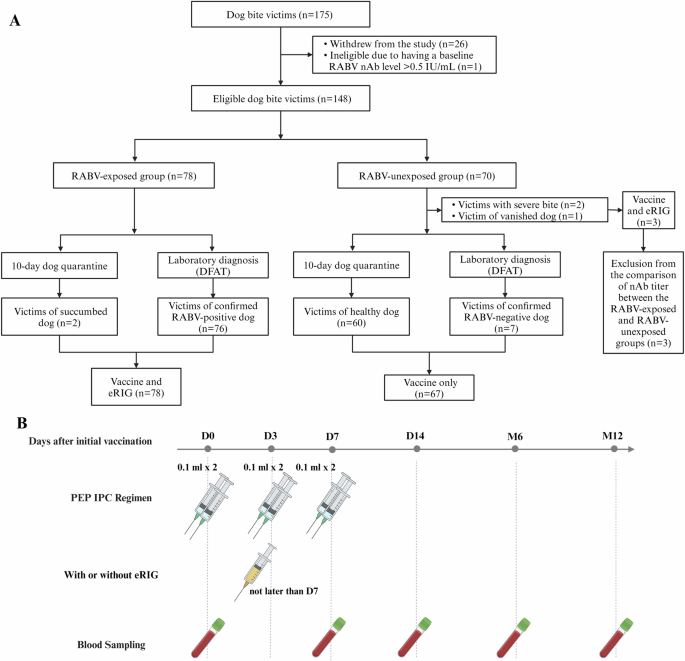 Evaluation of one year immunity following rabies post-exposure ...