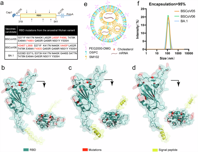 mRNA vaccines with RBD mutations have broad-spectrum activity against ...