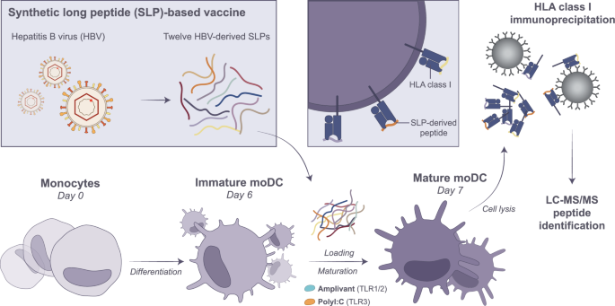 HLA I immunopeptidome of synthetic long peptide pulsed human dendritic ...