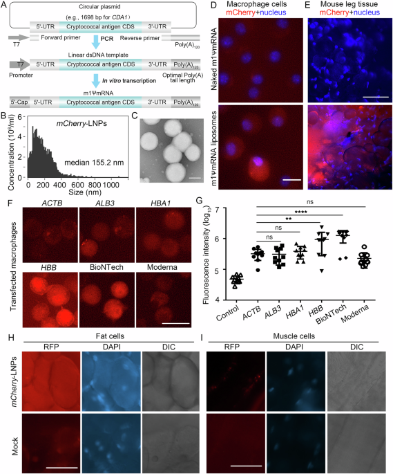 Developing mRNA lipid nanoparticle vaccine effective for cryptococcosis in a murine model | npj ...