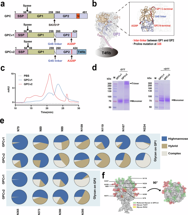 Structure-guided design of a prefusion GPC trimer induces neutralizing ...