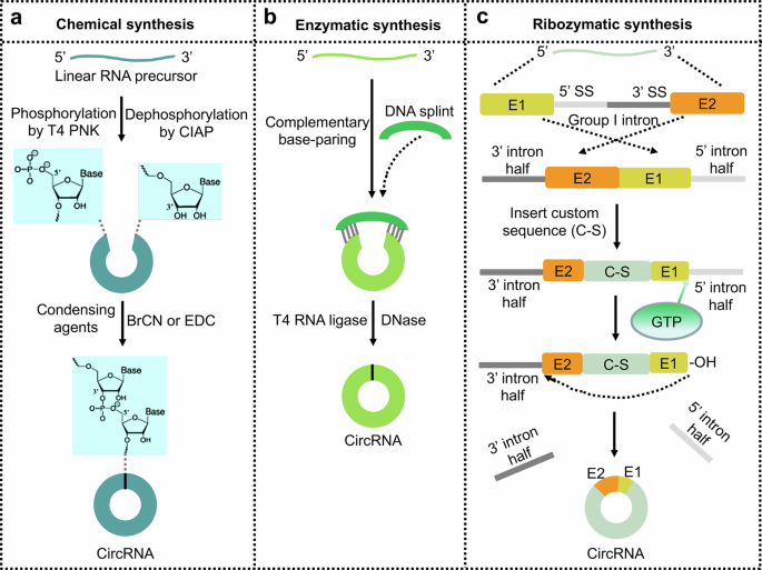 Recent advances and perspectives on the development of circular RNA cancer vaccines | npj Vaccines