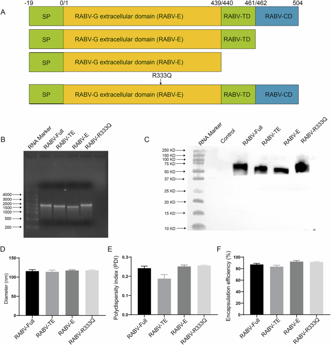 Optimizing rabies mRNA vaccine efficacy via RABV-G structural domain ...
