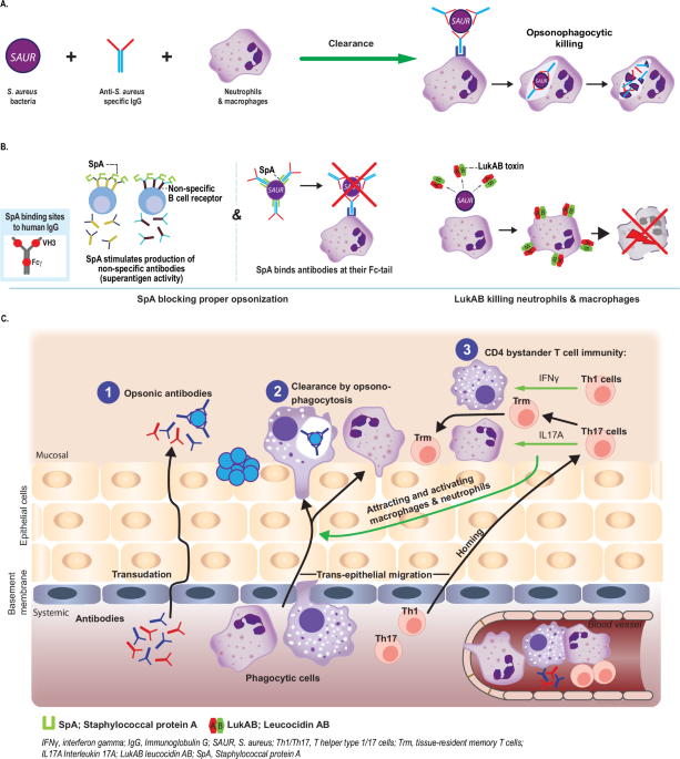 A SpA+LukAB vaccine targeting Staphylococcus aureus evasion factors ...