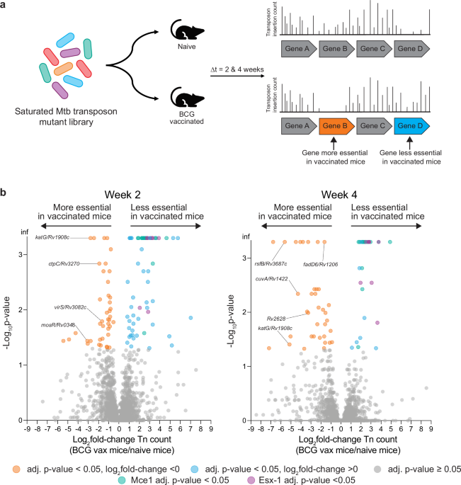 TnSeq identifies genetic requirements of Mycobacterium tuberculosis for ...