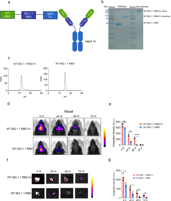 An RBD-Fc mucosal vaccine provides variant-proof protection against ...