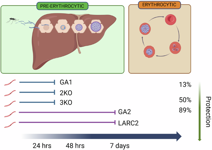 The path from early- to late-liver stage arresting genetically ...