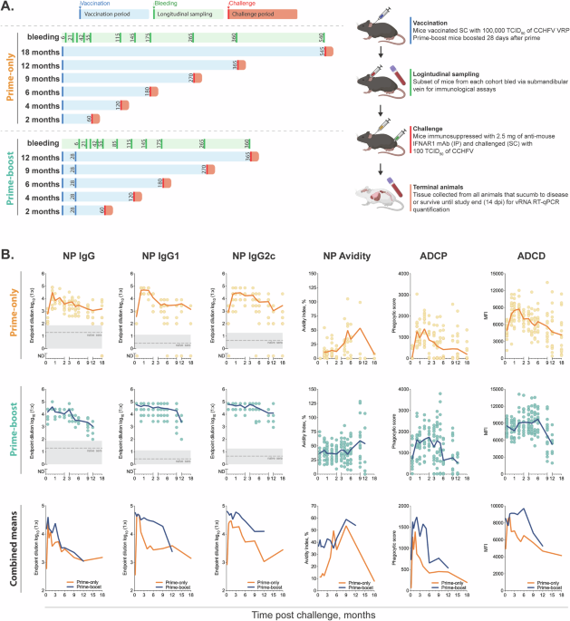 Durable humoral immunity and long-term protection induced by a Crimean ...