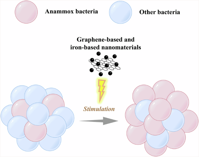 The enhancement of anammox by graphene-based and iron-based ...