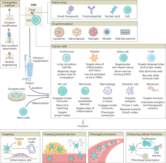 Cell–drug conjugates | Nature Biomedical Engineering