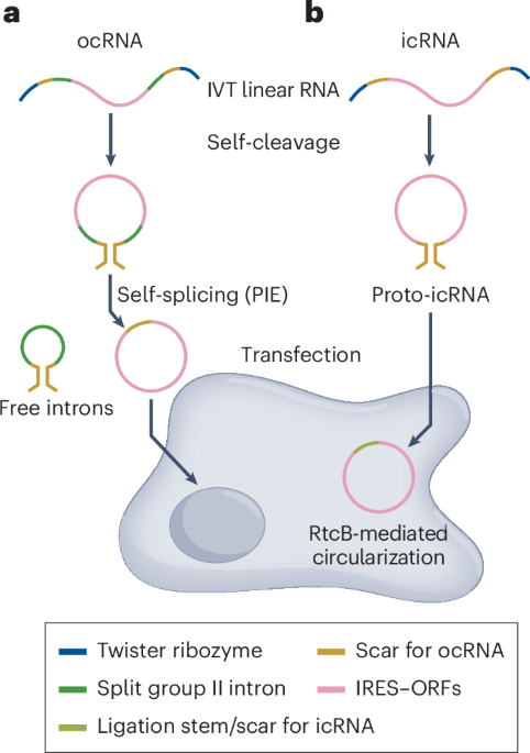 Expanded toolkits for RNA circularization | Nature Biomedical Engineering