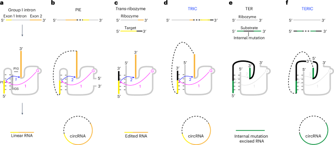 Efficient circular RNA synthesis for potent rolling circle translation | Nature Biomedical ...