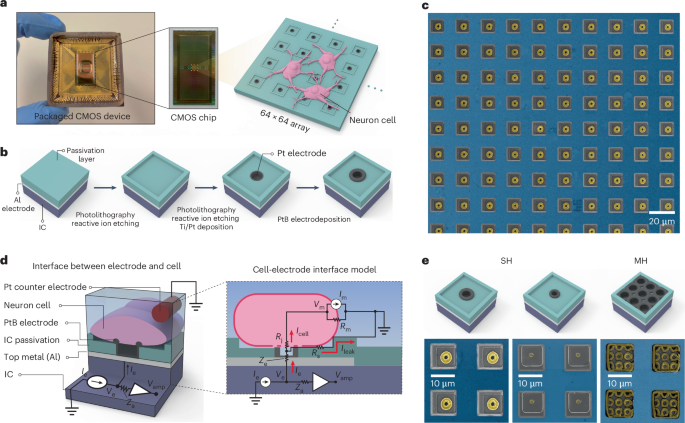 Synaptic connectivity mapping among thousands of neurons via parallelized intracellular ...