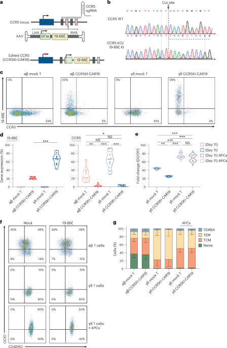 CCR5-targeted allogeneic gamma–delta CD19 chimeric antigen receptor T ...