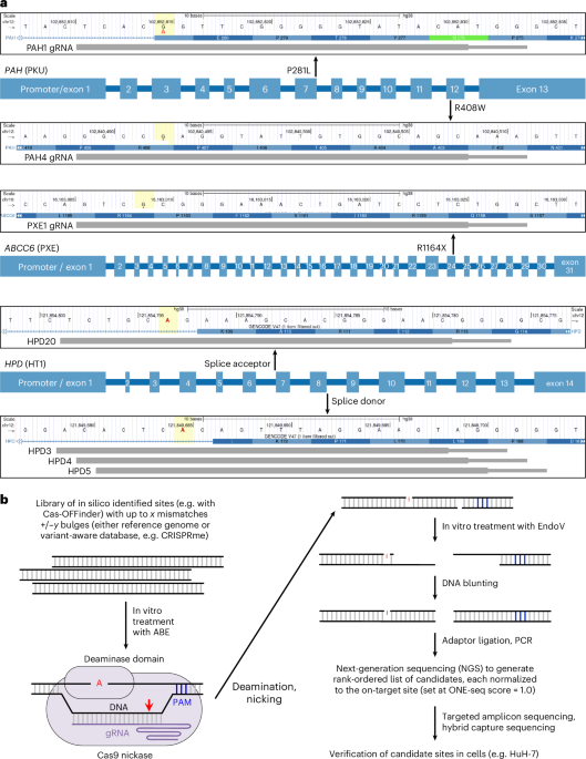 Improved specificity and efficiency of in vivo adenine base editing ...