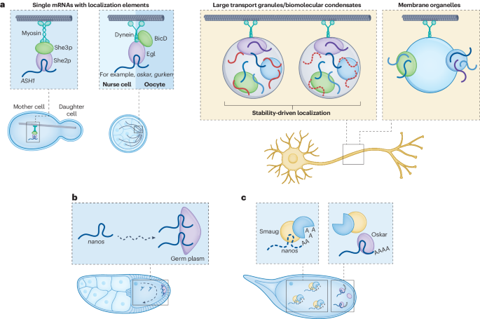 Mechanistic insights into the basis of widespread RNA localization ...