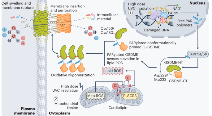 Cleavage-independent GSDME activation by UVC | Nature Cell Biology