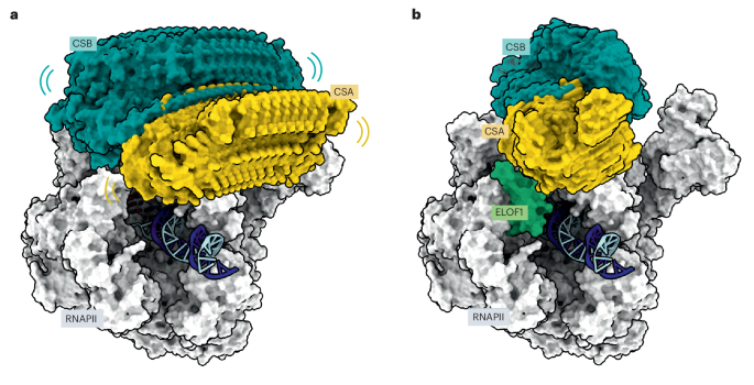 The molecular basis of human transcription-coupled DNA repair | Nature ...