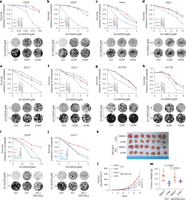 Phase separation of ERCC6L2–CtIP regulates the extent of DNA end ...