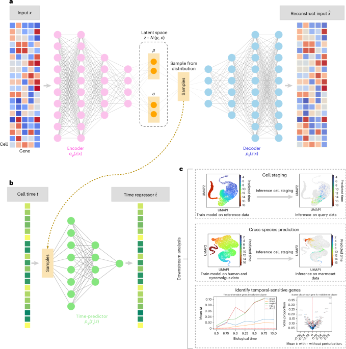 TemporalVAE: atlas-assisted temporal mapping of time-series single-cell ...