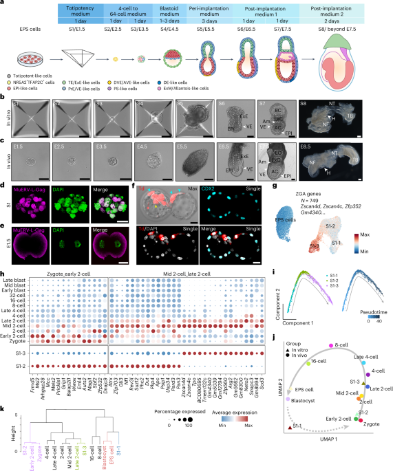 A continuous totipotent-like cell-based embryo model recapitulates ...