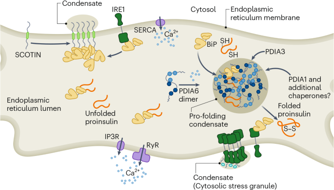 Young secretory proteins go through a phase | Nature Cell Biology