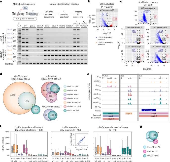 Transcription factors instruct DNA methylation patterns in plant ...