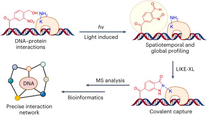 Spatiotemporal and global profiling of DNA–protein interactions enables discovery of low ...